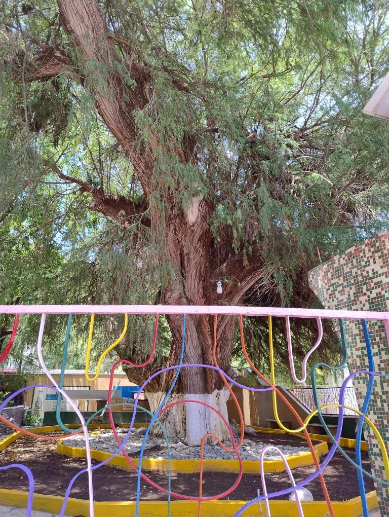 El ahuehuete de mil años de San Lorenzo Teotipilco necesita al agua de ...