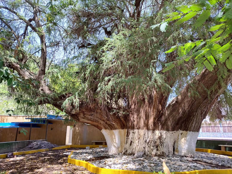El ahuehuete de mil años de San Lorenzo Teotipilco necesita al agua de ...